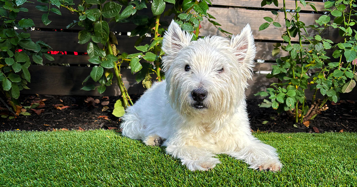 Archie - Okanagan Pet Cremation