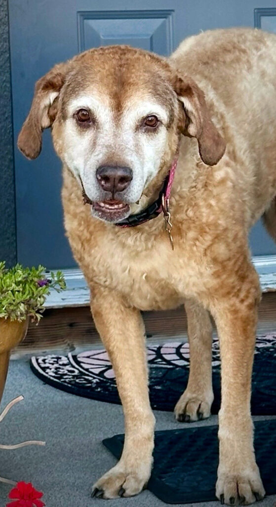 BRUNA - Okanagan Pet Cremation