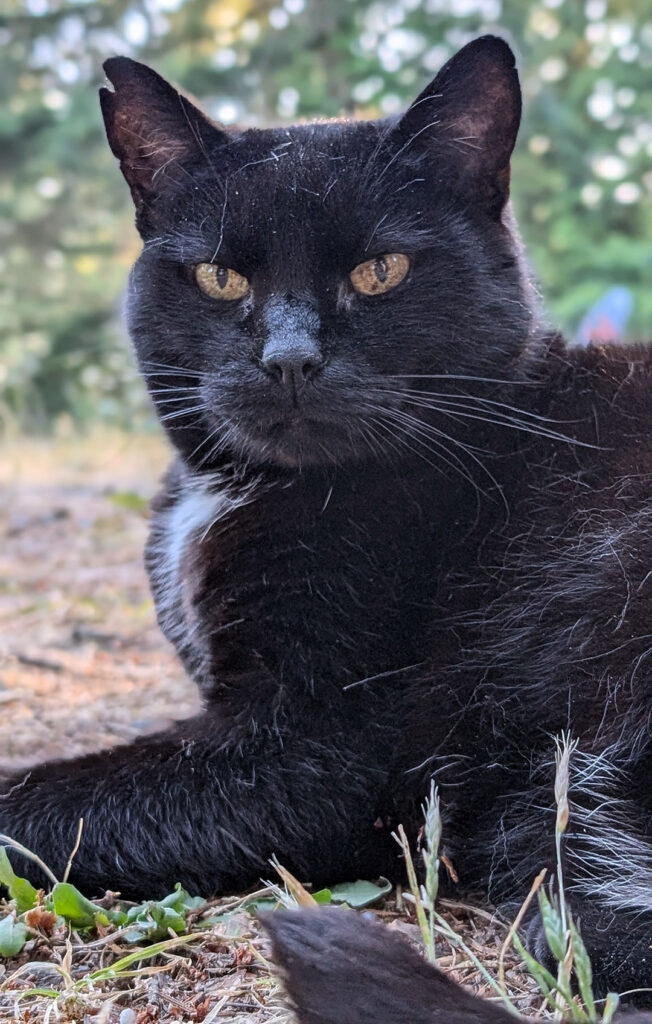 Blackberry - Okanagan Pet Cremation