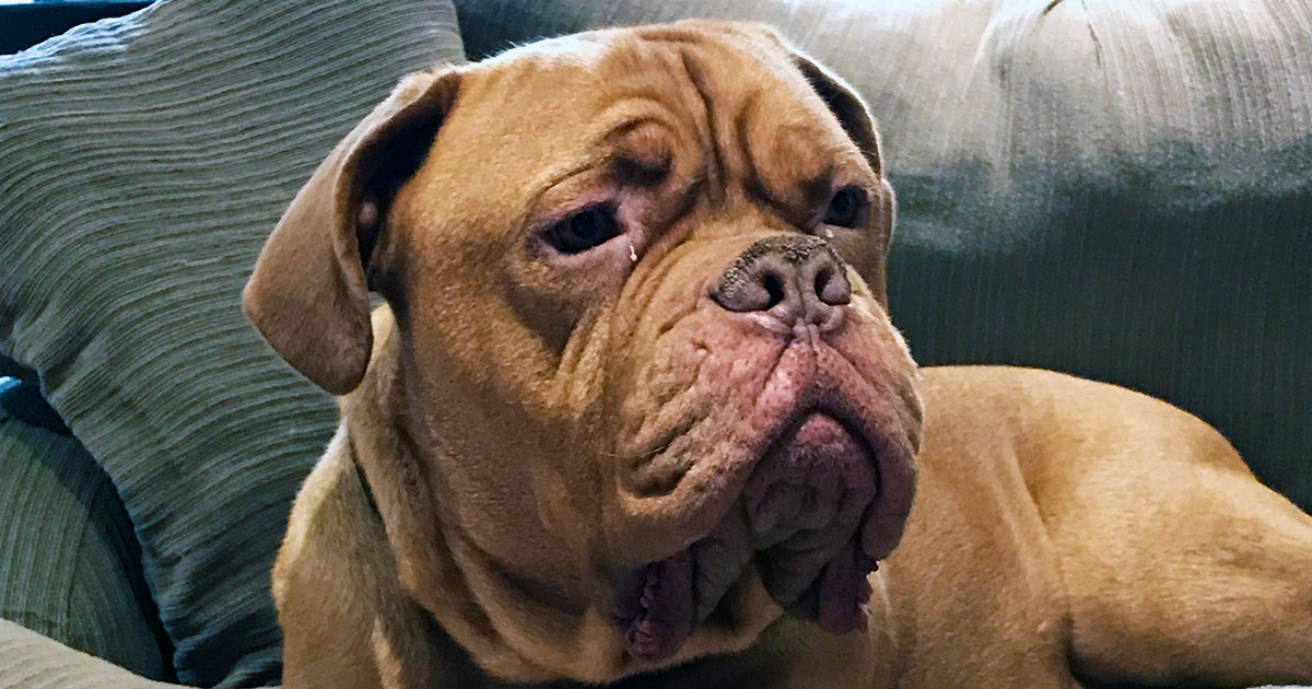 Bronson - Okanagan Pet Cremation