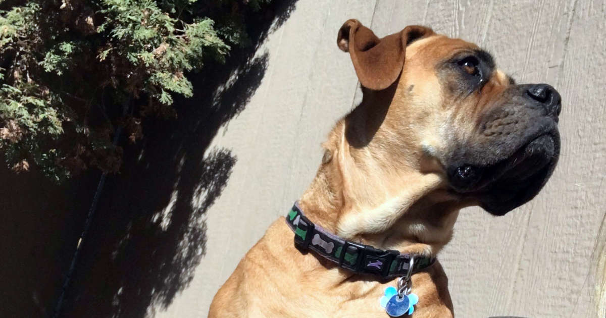 Bubba - Okanagan Pet Cremation