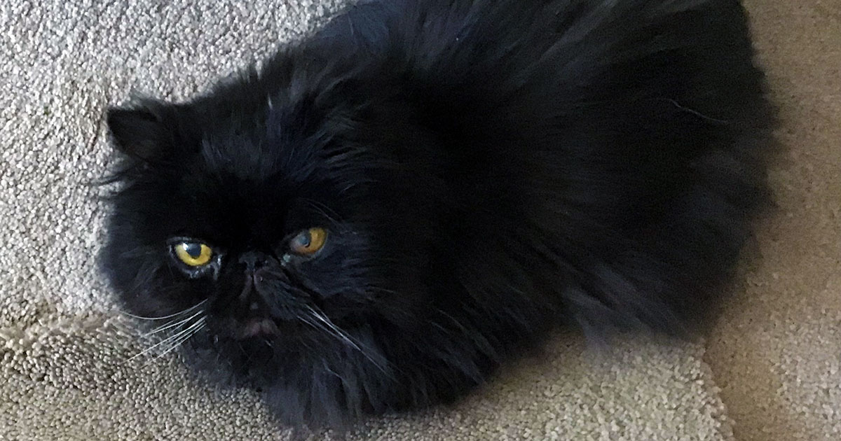 Chassie - Okanagan Pet Cremation