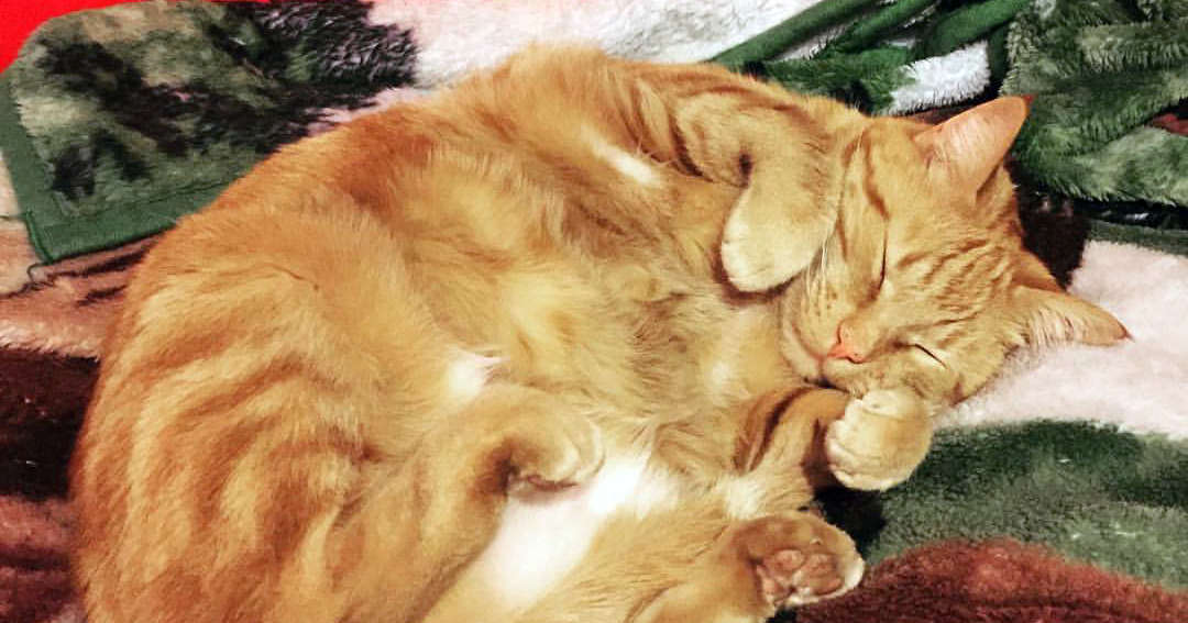 Cormish - Okanagan Pet Cremation