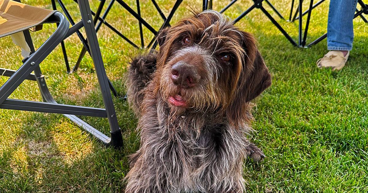 Eddie - Okanagan Pet Cremation