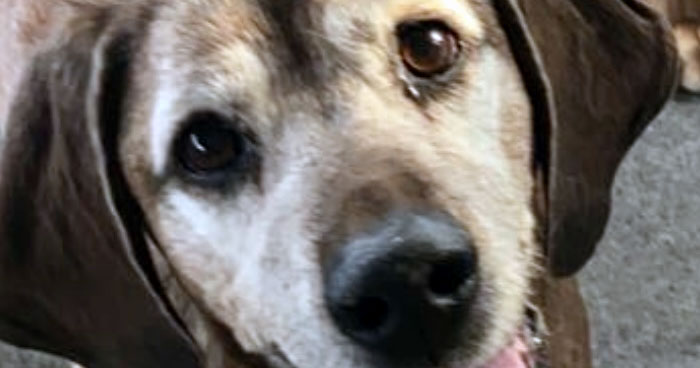 Flops - Okanagan Pet Cremation