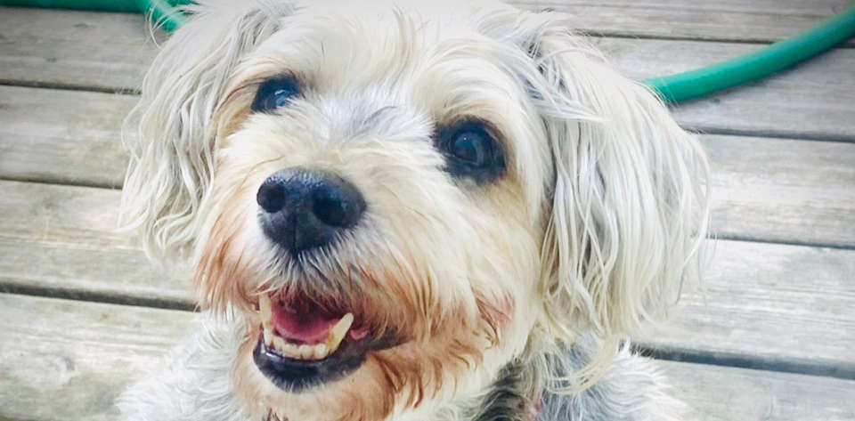 Greta - Okanagan Pet Cremation