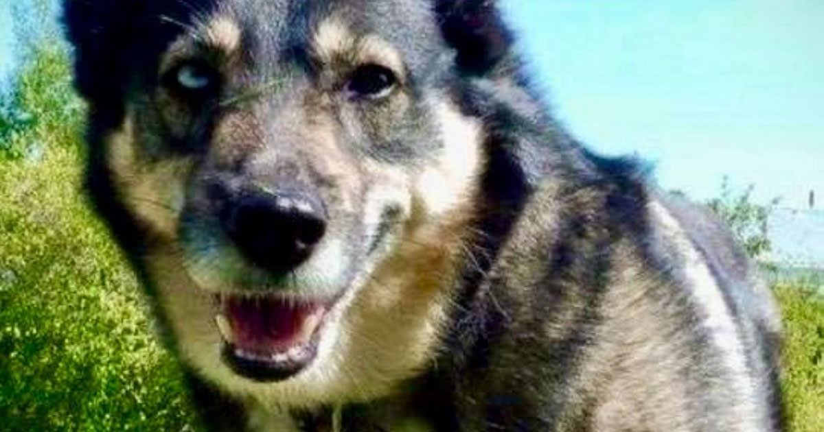 Gypsy - Okanagan Pet Cremation