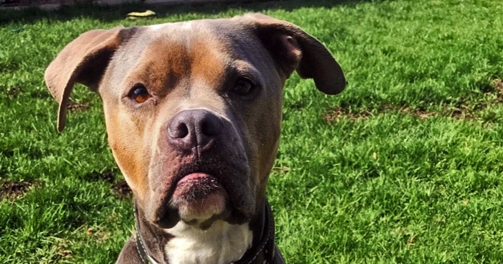 Jager - Okanagan Pet Cremation