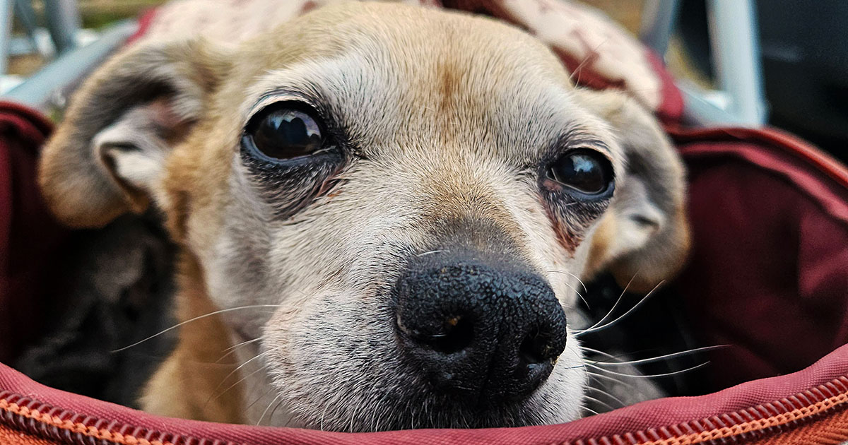 Kali - Okanagan Pet Cremation