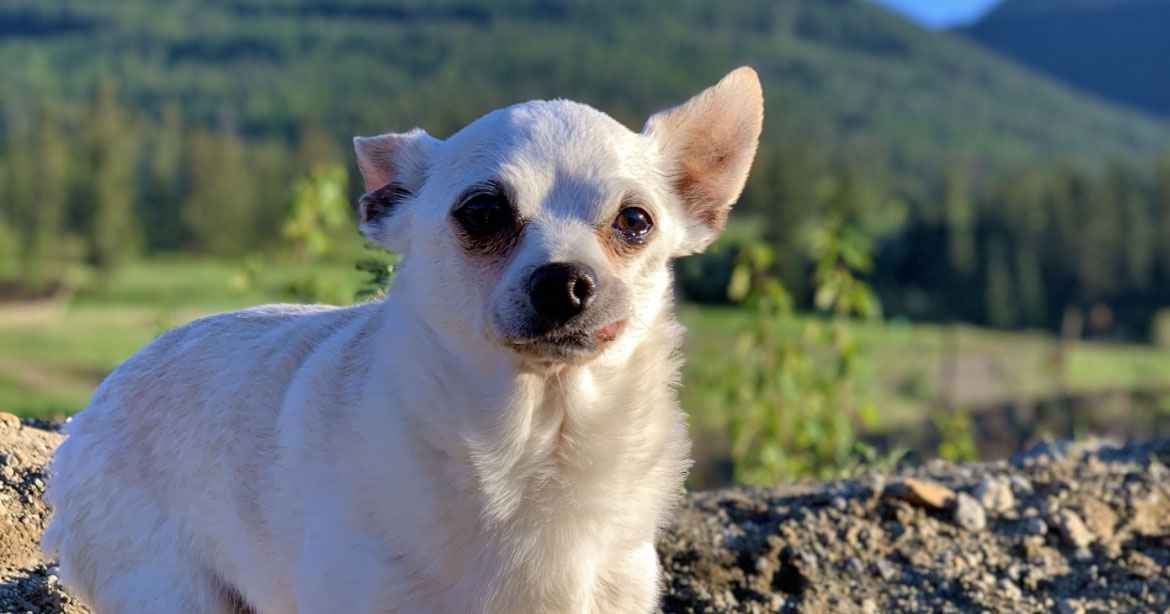 Louis - Okanagan Pet Cremation