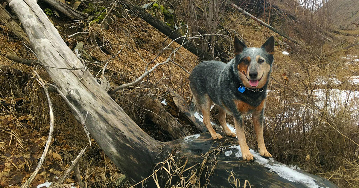 Maezi - Okanagan Pet Cremation