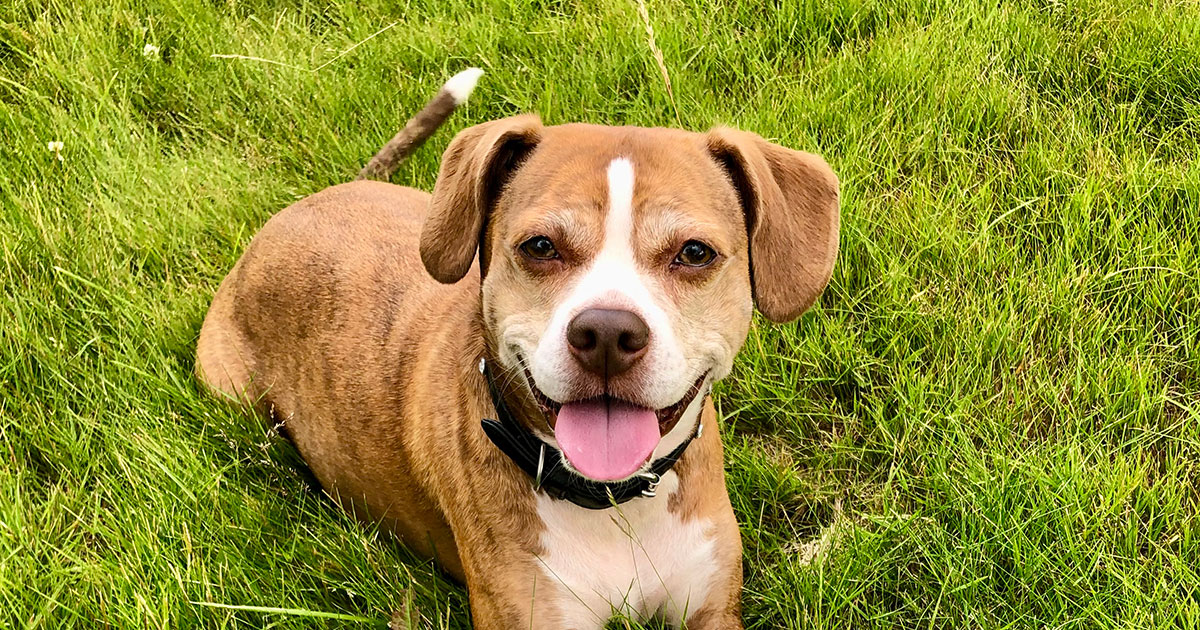 Meka - Okanagan Pet Cremation