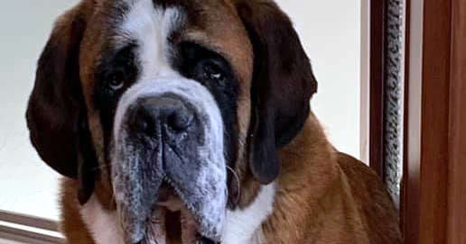 Neo - Okanagan Pet Cremation