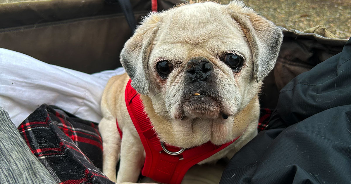 Puggles - Okanagan Pet Cremation