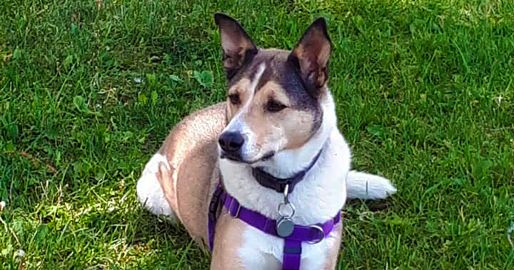 Sara - Okanagan Pet Cremation