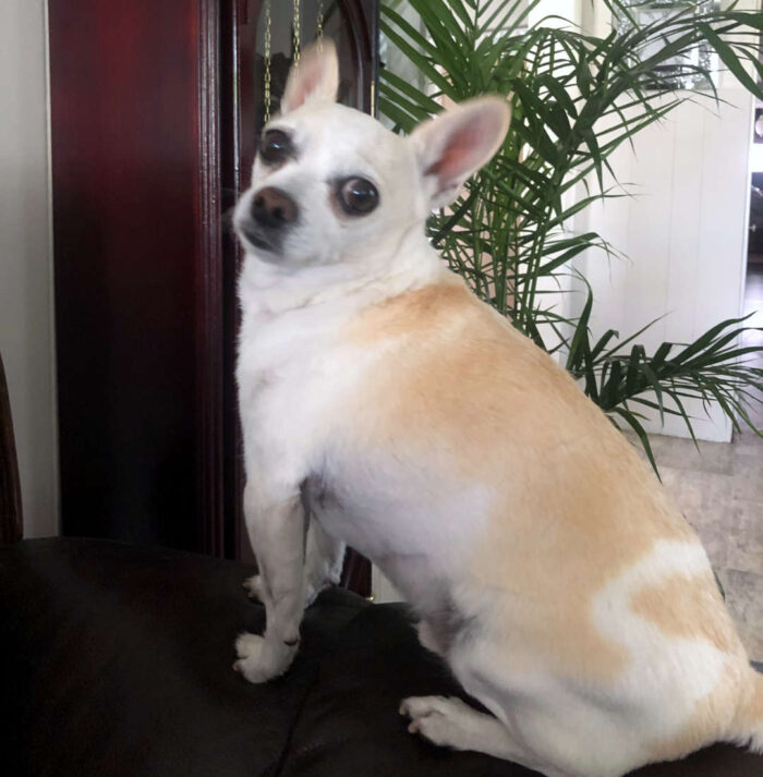 Snippy - Okanagan Pet Cremation