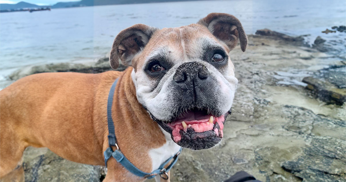 Sumi - Okanagan Pet Cremation