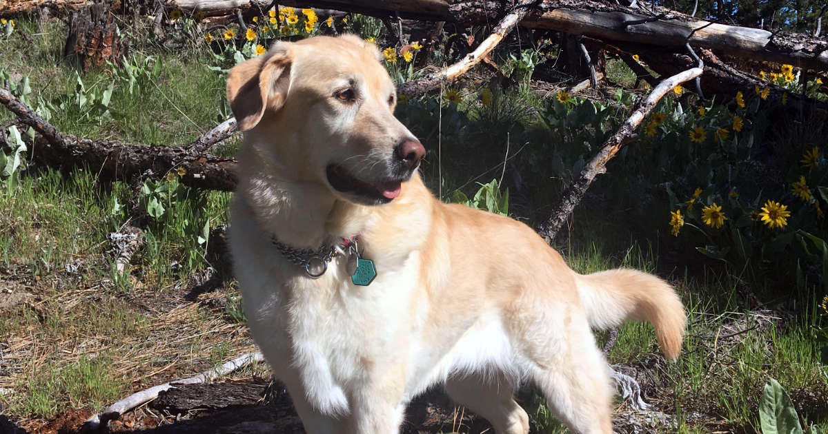 Sydney - Okanagan Pet Cremation