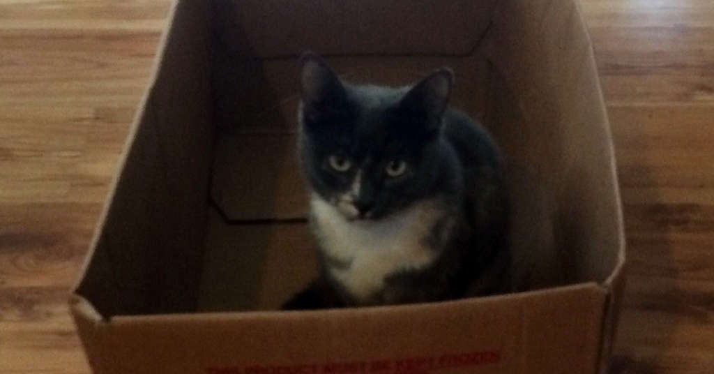 Tippy - Okanagan Pet Cremation