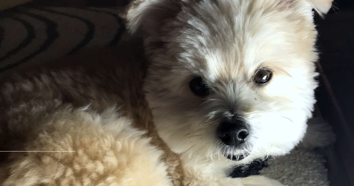 Wookie - Okanagan Pet Cremation