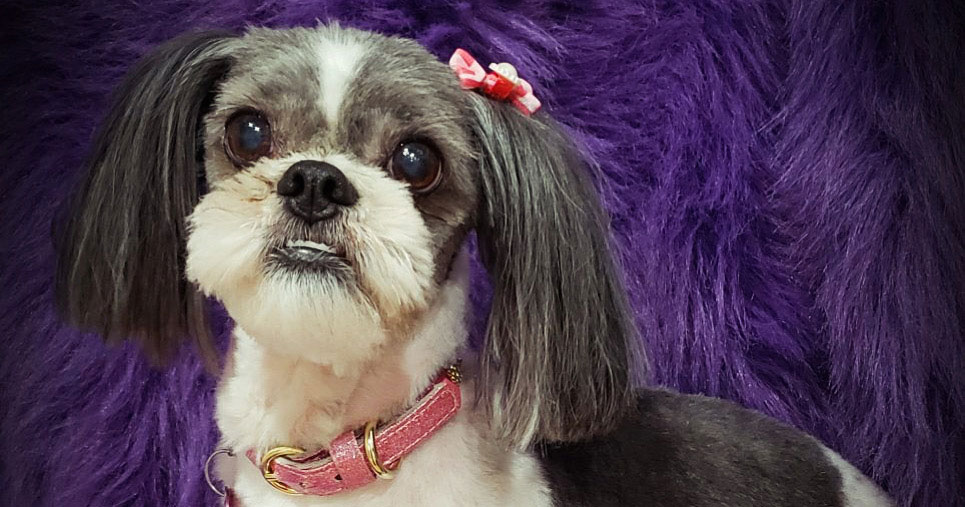 Zoey - Okanagan Pet Cremation